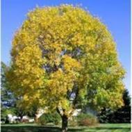 PRODUCT CATEGORIES - ASH PATMORE #25